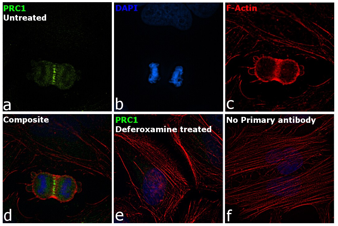 PRC1 Antibody (PA5-30296)