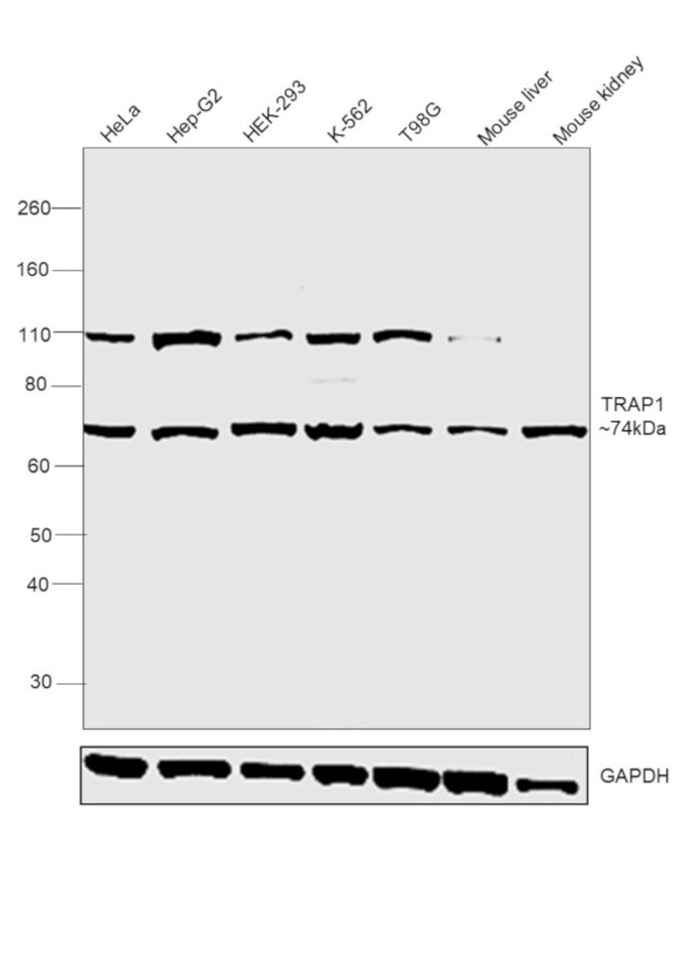 TRAP1 Antibody (PA5-30358)