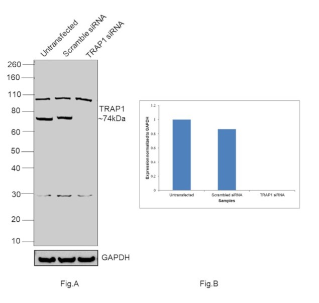 TRAP1 Antibody (PA5-30358)
