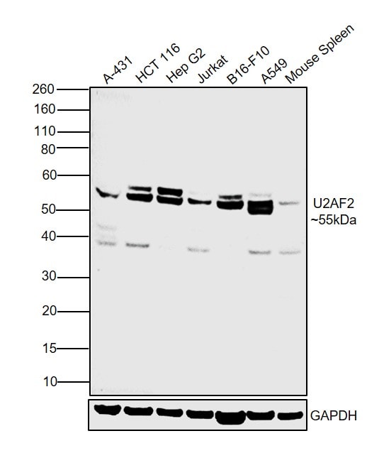 U2AF2 Antibody (PA5-30442)