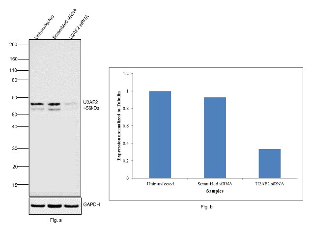 U2AF2 Antibody (PA5-30442)