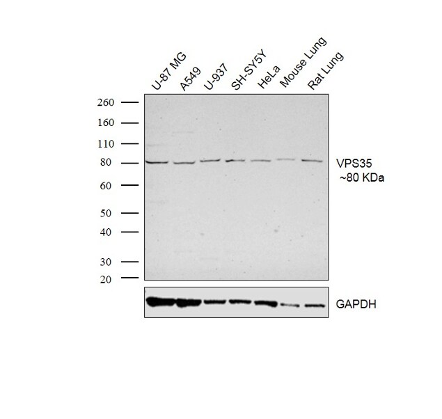 VPS35 Antibody (PA5-30654)