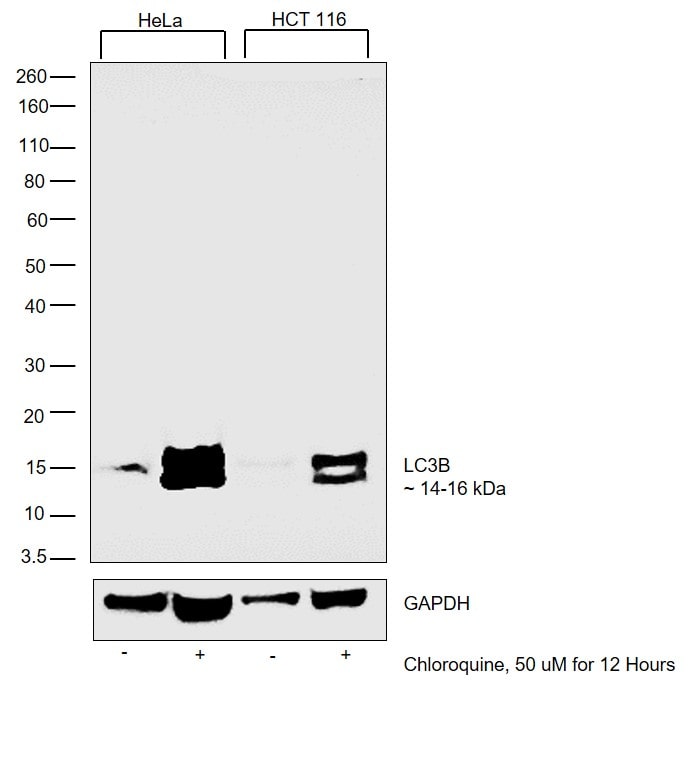 LC3B Antibody (PA5-32254)