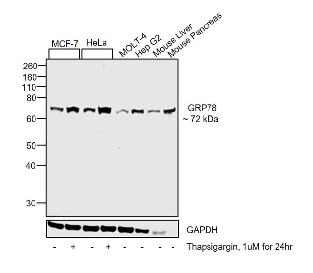 GRP78 Antibody (PA5-32437)