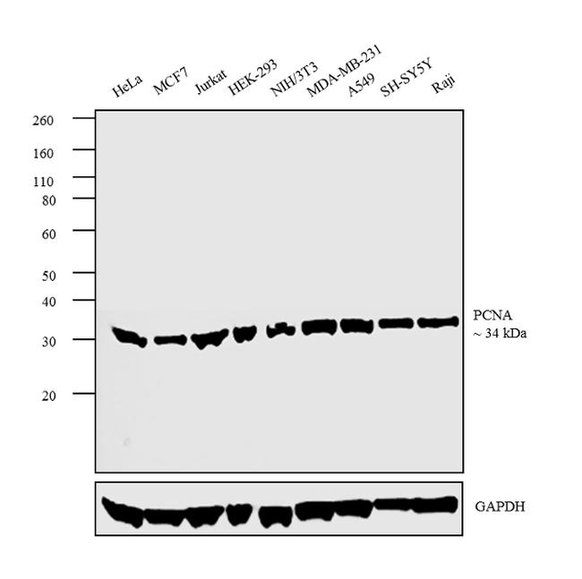 PCNA Antibody (PA5-32541)