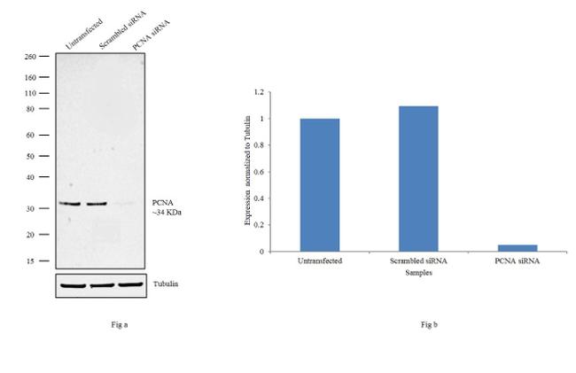 PCNA Antibody (PA5-32541)