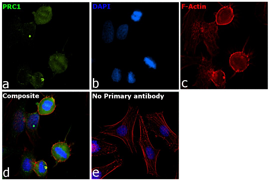 PRC1 Antibody (PA5-34378)