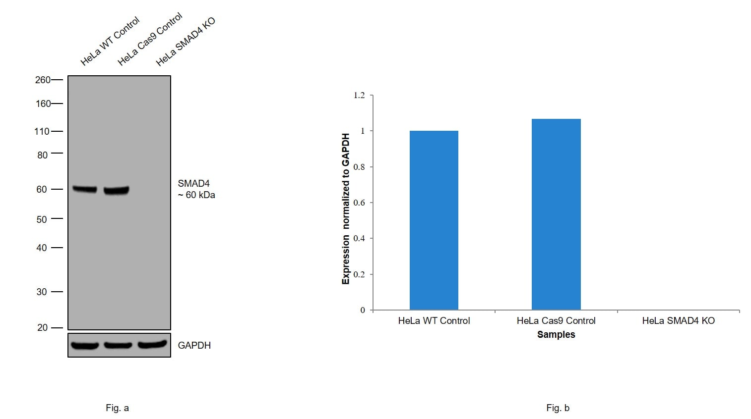 SMAD4 Antibody (PA5-34806)