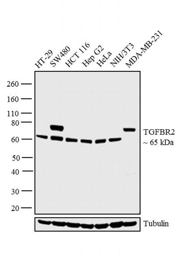 Tgfbr2 Antibody Pa5 36115