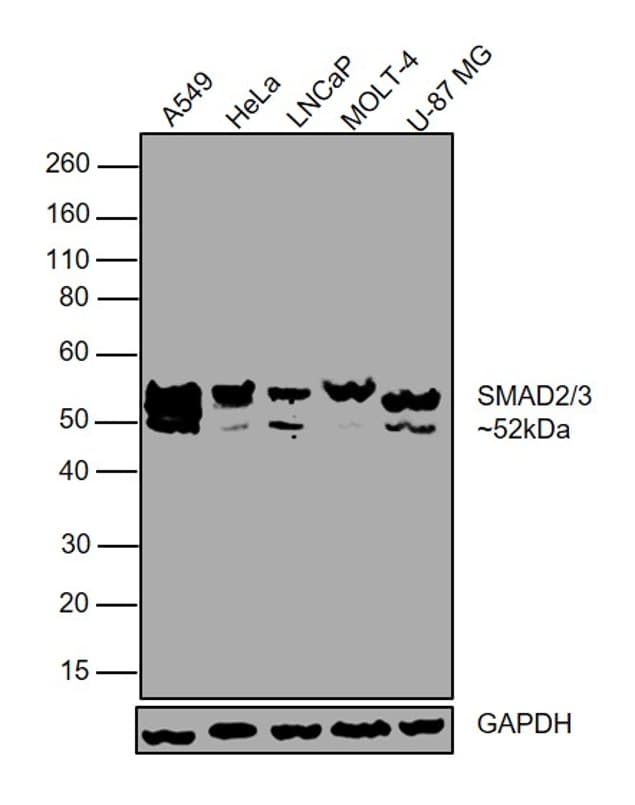 SMAD2/SMAD3 Antibody (PA5-36125)