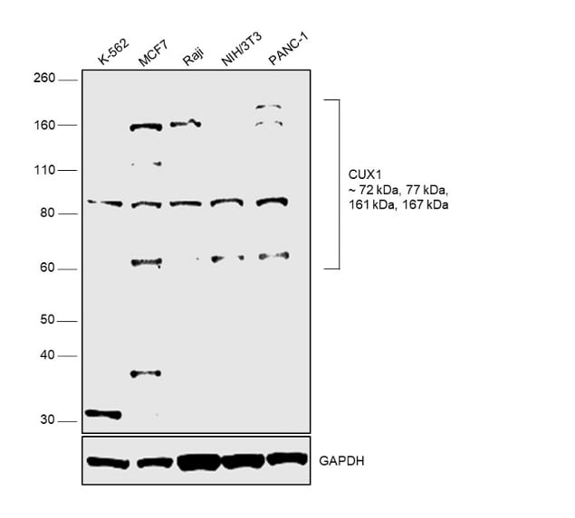 CUX1/Protein CASP Antibody (PA5-36355)