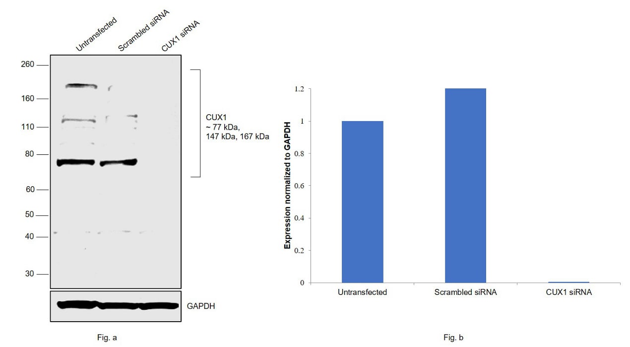 CUX1/Protein CASP Antibody (PA5-36355)