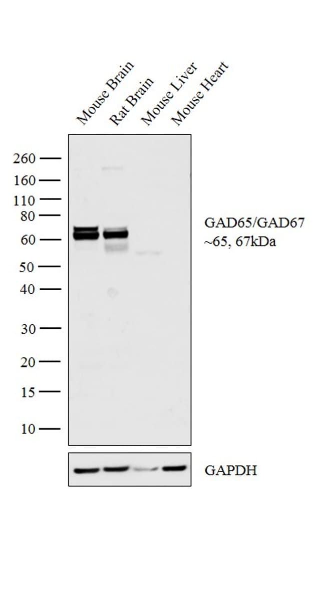 GAD65/GAD67 Antibody (PA5-38102)