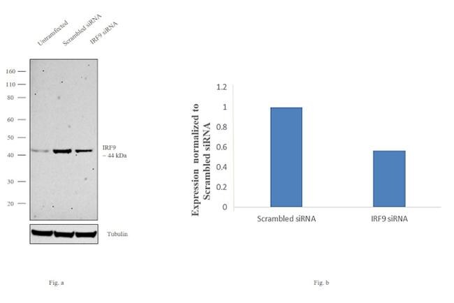 IRF9 Antibody (PA5-40357)