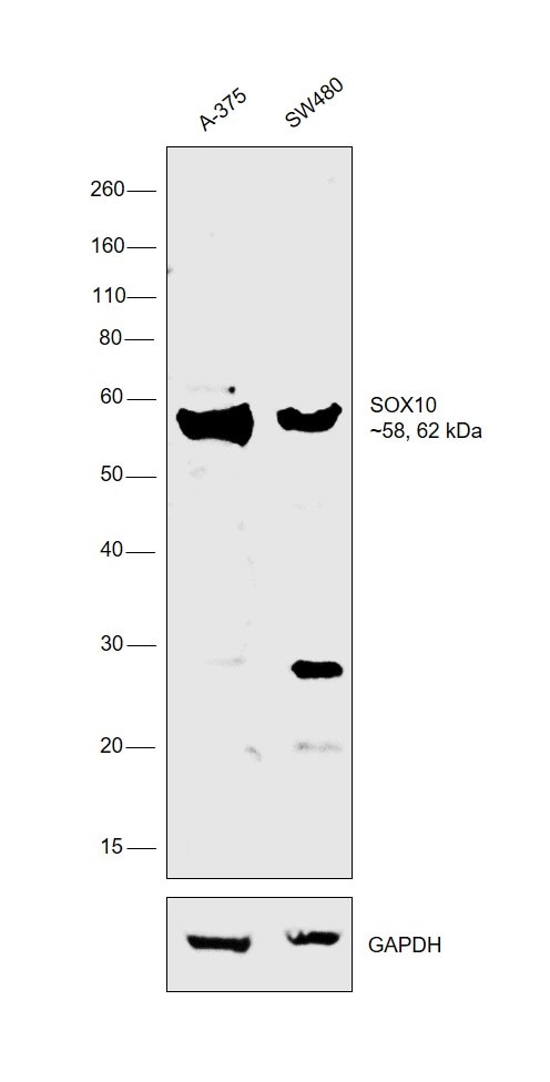 SOX10 Antibody (PA5-40697)