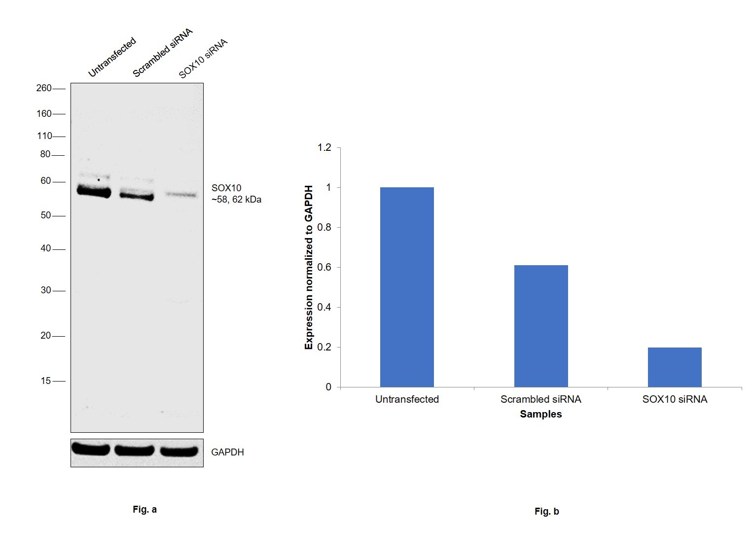 SOX10 Antibody (PA5-40697)