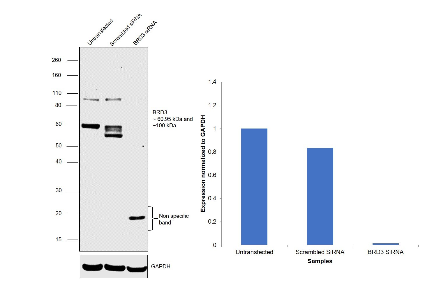 BRD3 Antibody (PA5-40885)
