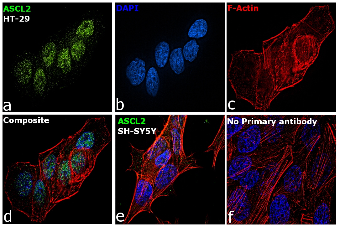 ASCL2 Antibody (PA5-41489)