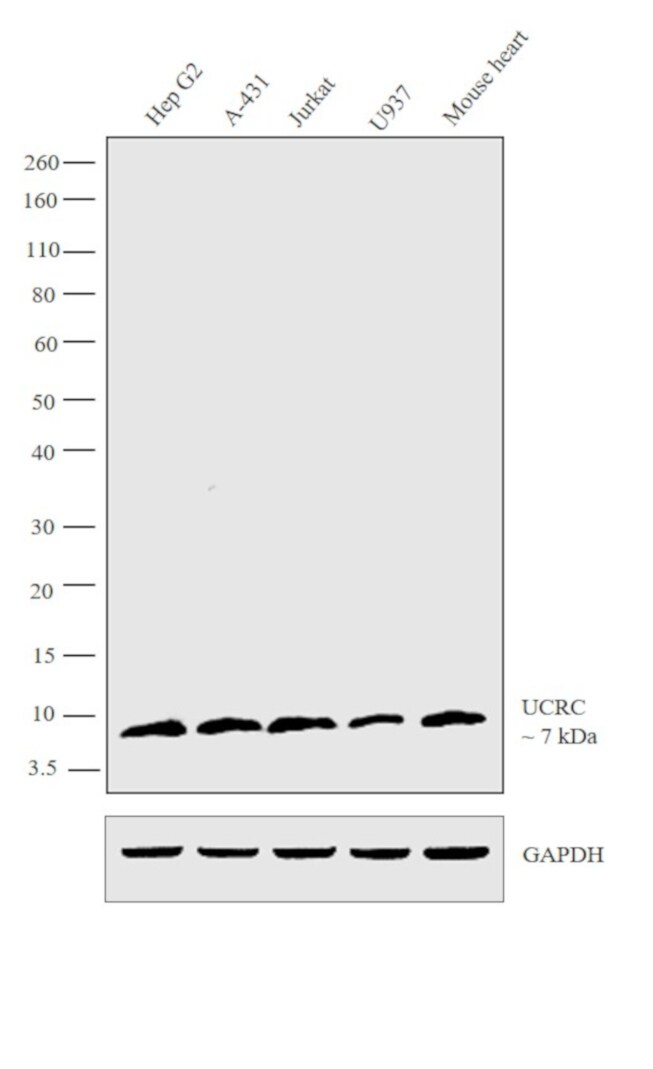 UCRC Antibody (PA5-42575)