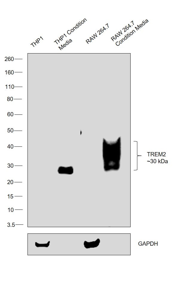 TREM2 Antibody (PA5-46978)