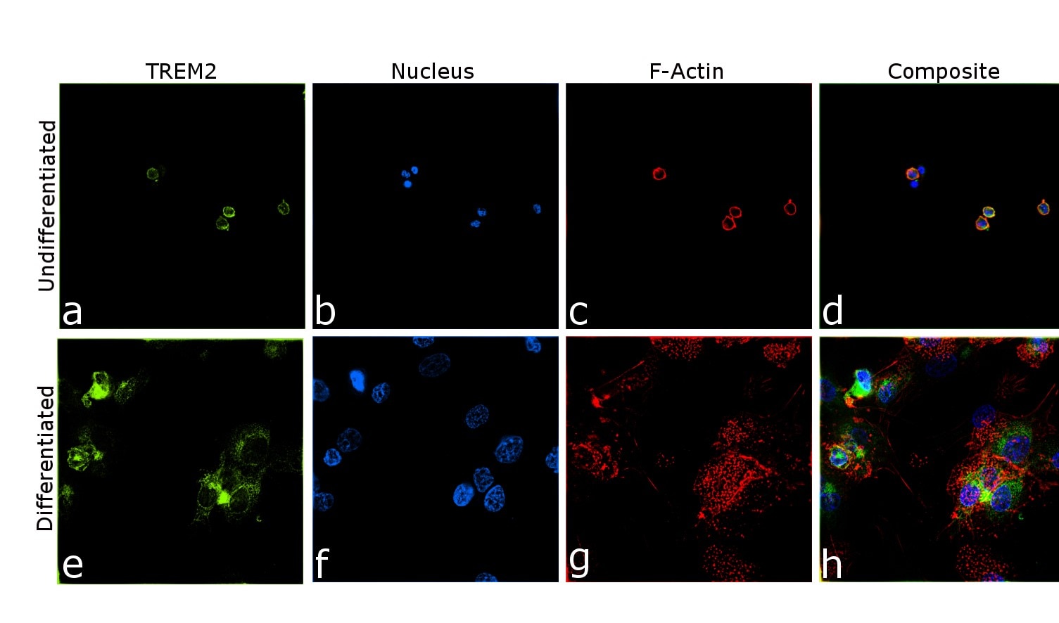 TREM2 Antibody (PA5-46980)