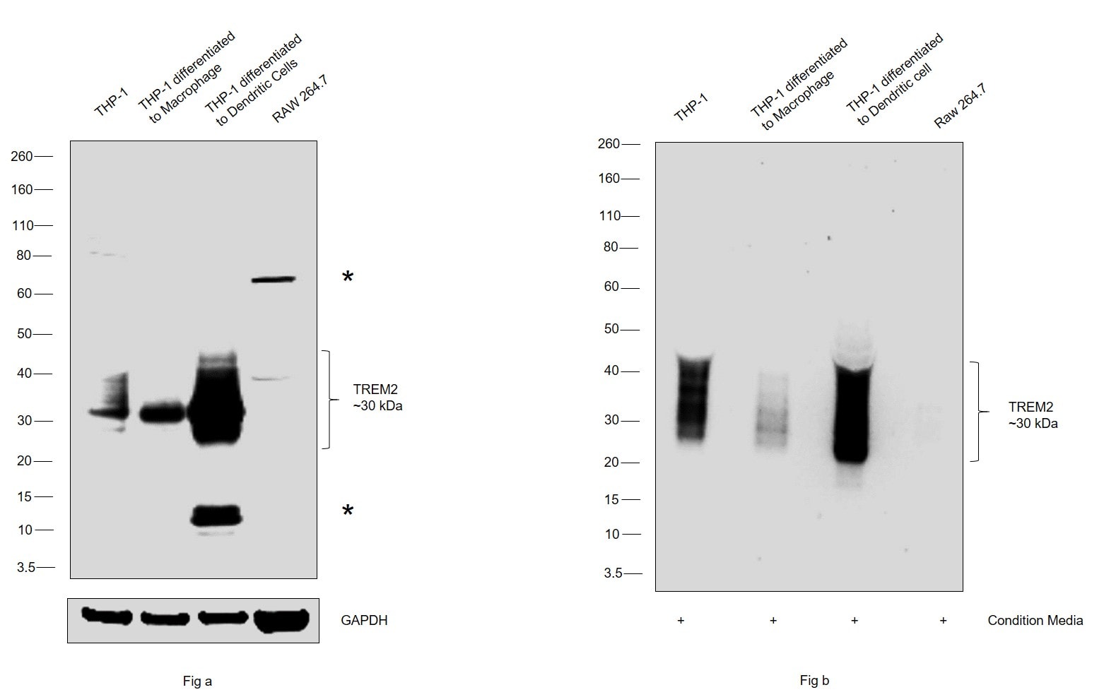 TREM2 Antibody (PA5-46980)