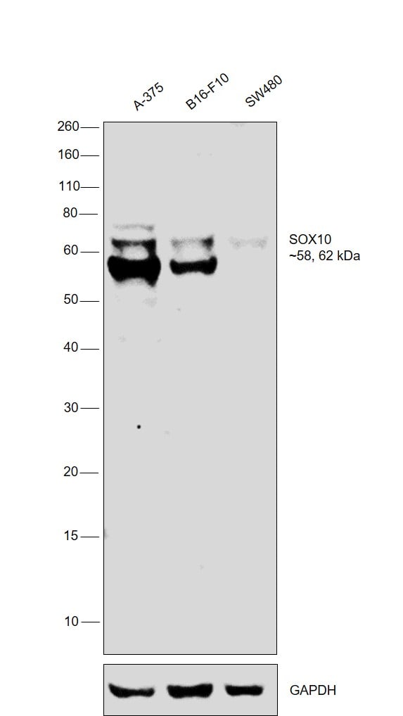 SOX10 Antibody (PA5-47001)