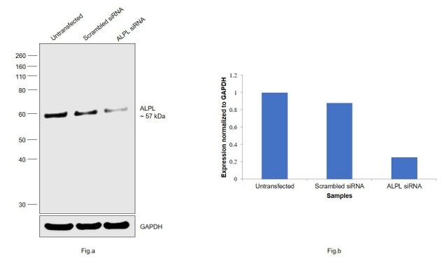 ALPL Antibody (PA5-47419)
