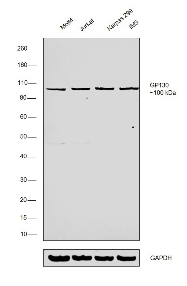 GP130 Antibody (PA5-47650)