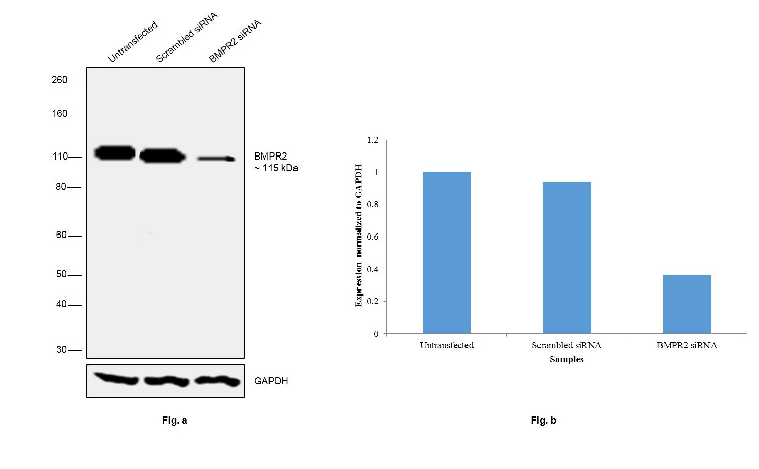 BMPR2 Antibody (PA5-47949)