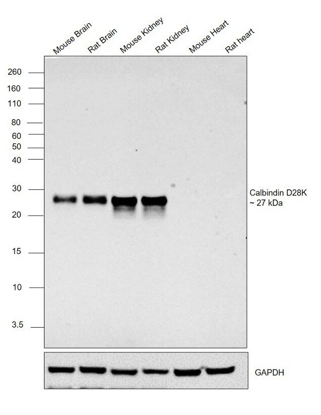 Calbindin D28K Antibody (PA5-50366)