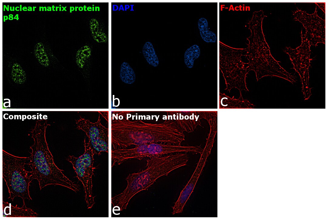 Nuclear Matrix Protein p84 Antibody (PA5-53922)