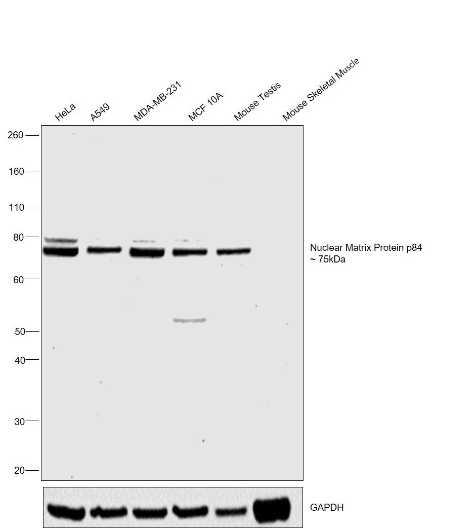 Nuclear Matrix Protein p84 Antibody (PA5-53922)