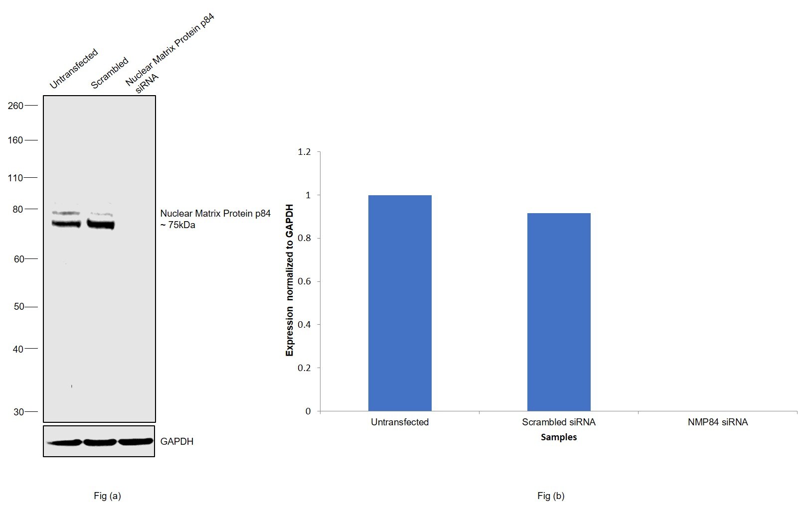 Nuclear Matrix Protein p84 Antibody (PA5-53922)