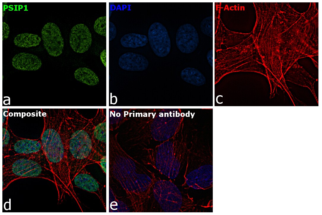 PSIP1 Antibody (PA5-54060)