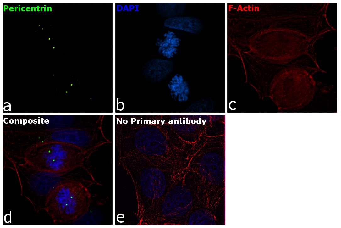Pericentrin Antibody (PA5-54109)