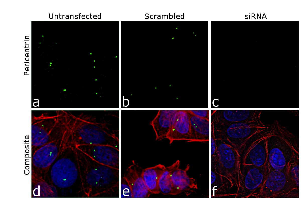 Pericentrin Antibody (PA5-54109)