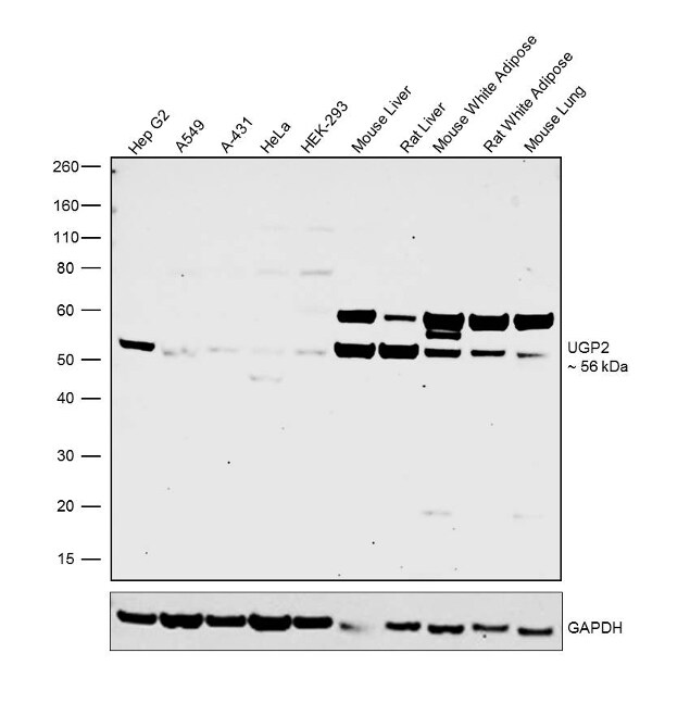 UGP2 Antibody (PA5-57019)