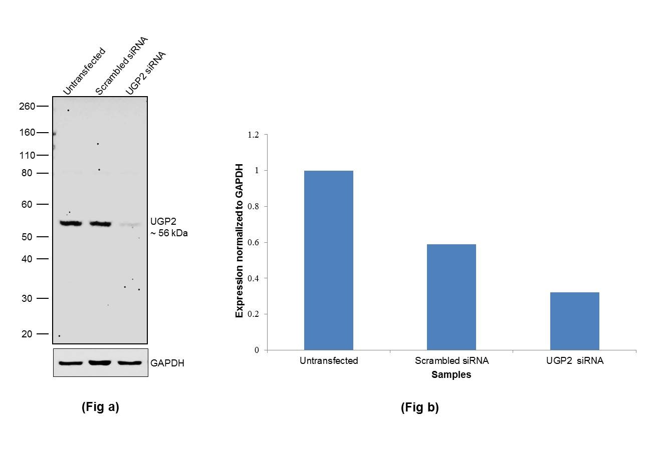 UGP2 Antibody (PA5-57019)