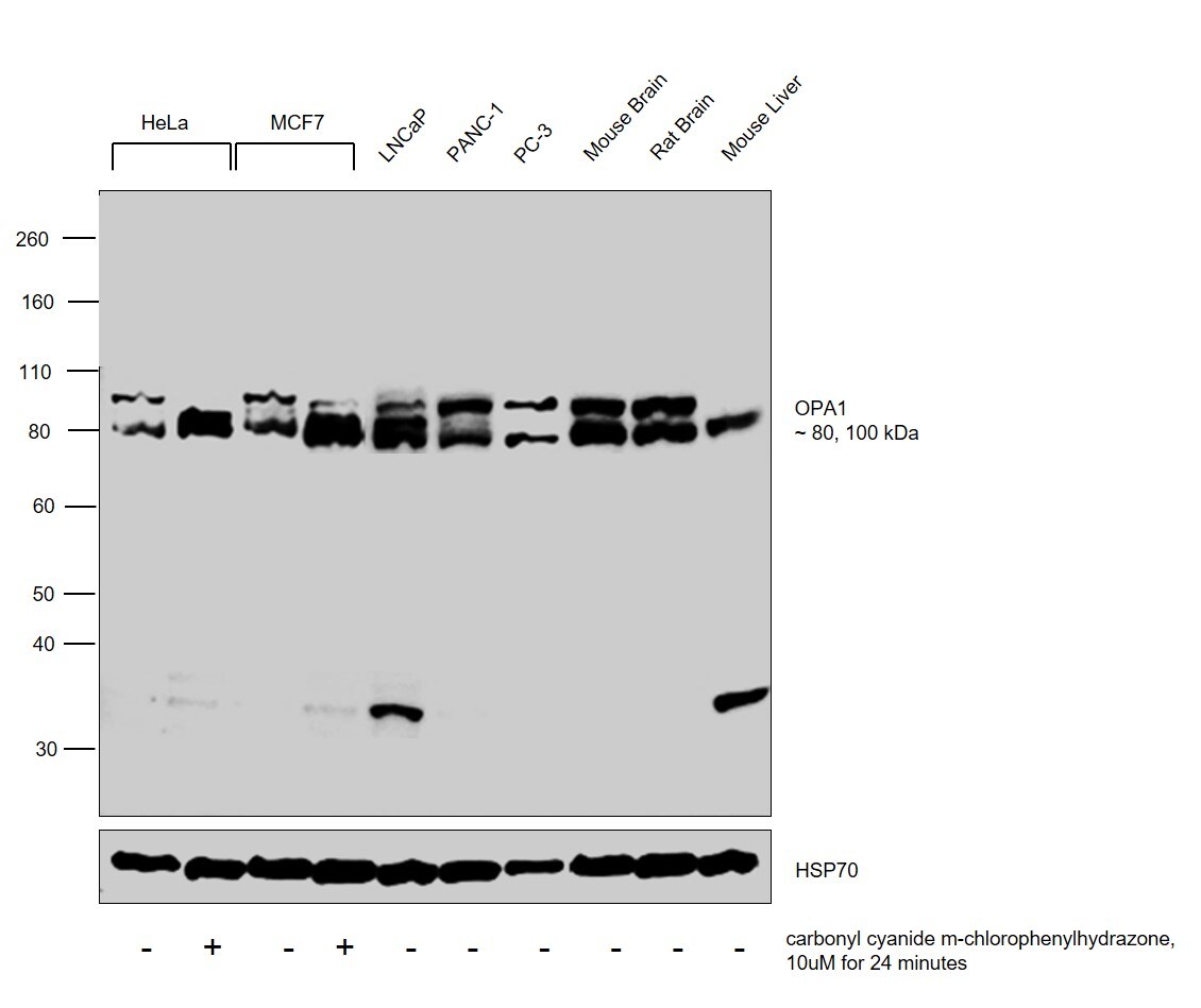 OPA1 Antibody (PA5-57874)