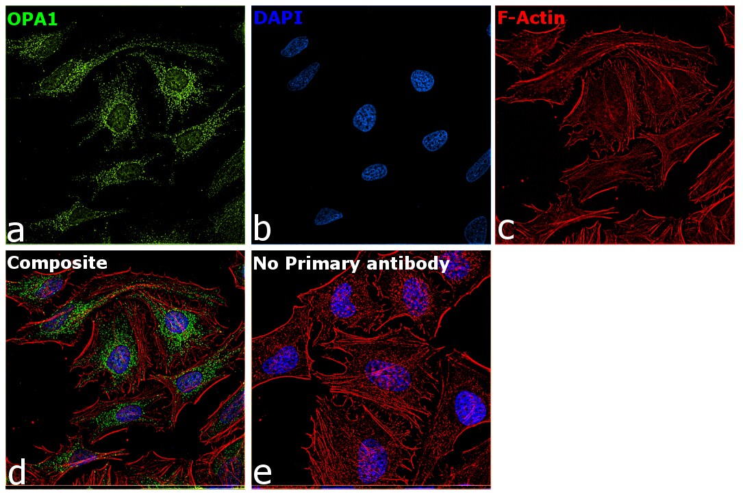 OPA1 Antibody (PA5-57874)