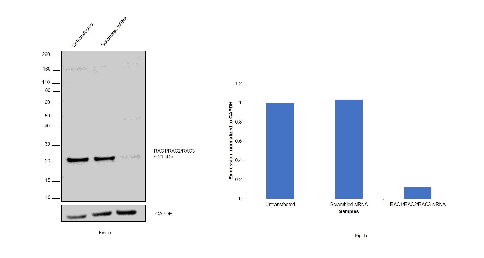 RAC1/RAC2/RAC3 Antibody (PA5-61600)