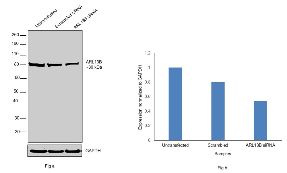 ARL13B Antibody (PA5-61840)