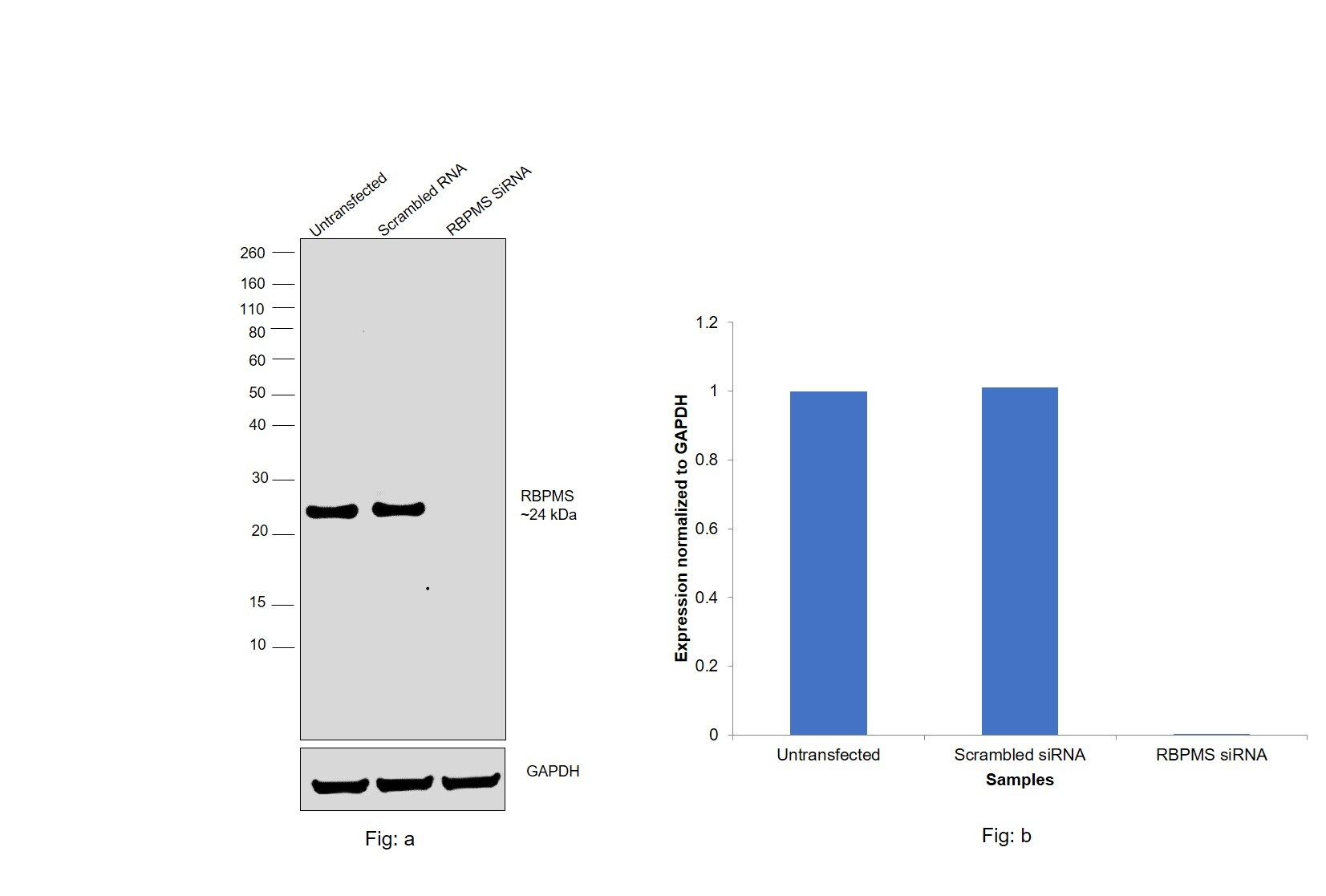 RBPMS Antibody (PA5-63383)