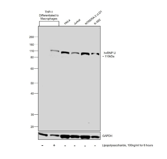 hnRNP U Antibody (PA5-63604)