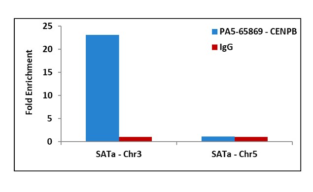 CENPB Antibody (PA5-65869)