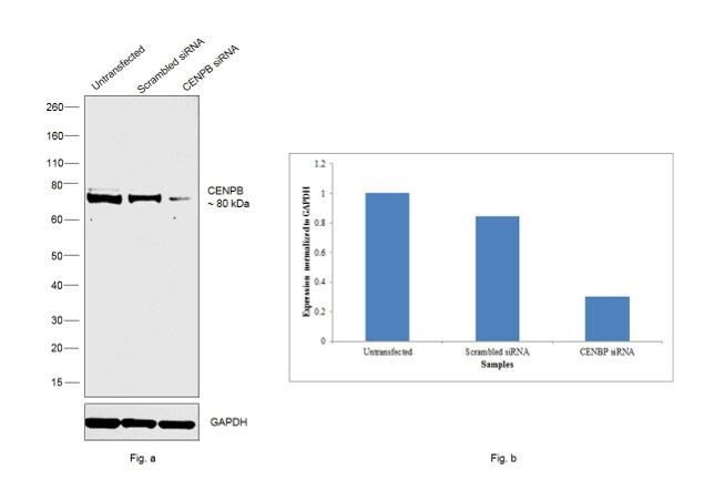 CENPB Antibody (PA5-65869)
