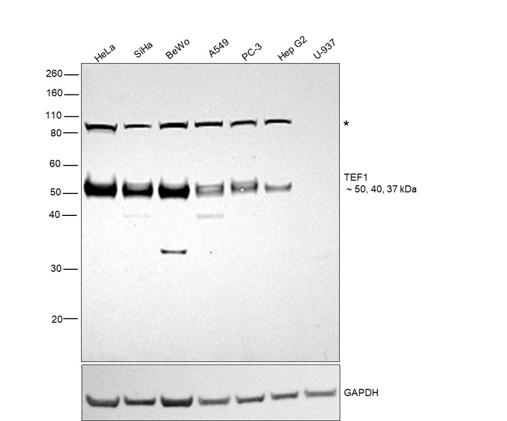 TEF1 Antibody (PA5-66495)