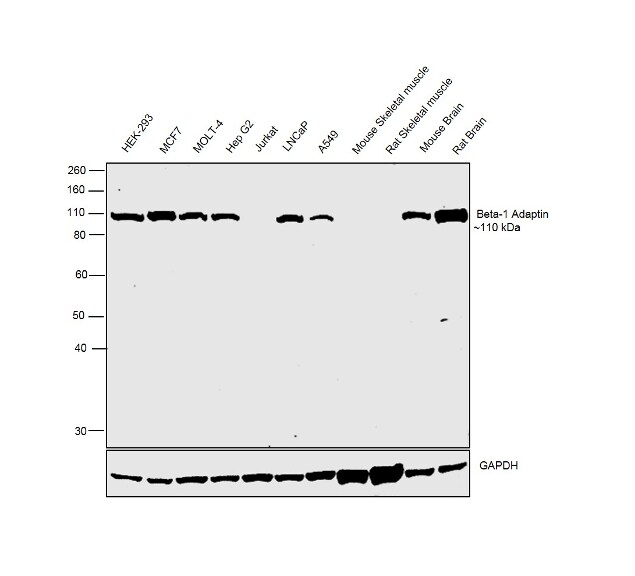 beta-1 Adaptin Antibody (PA5-66994)