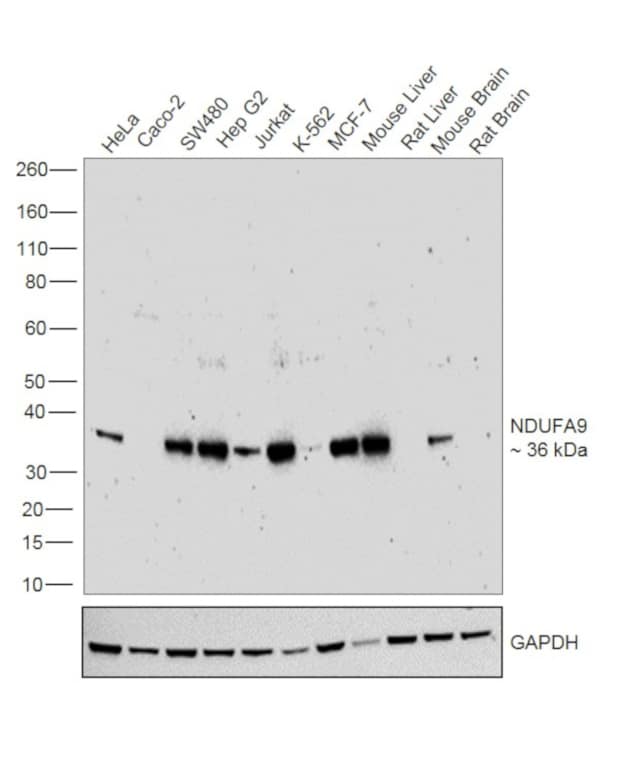 NDUFA9 Antibody (PA5-67275)